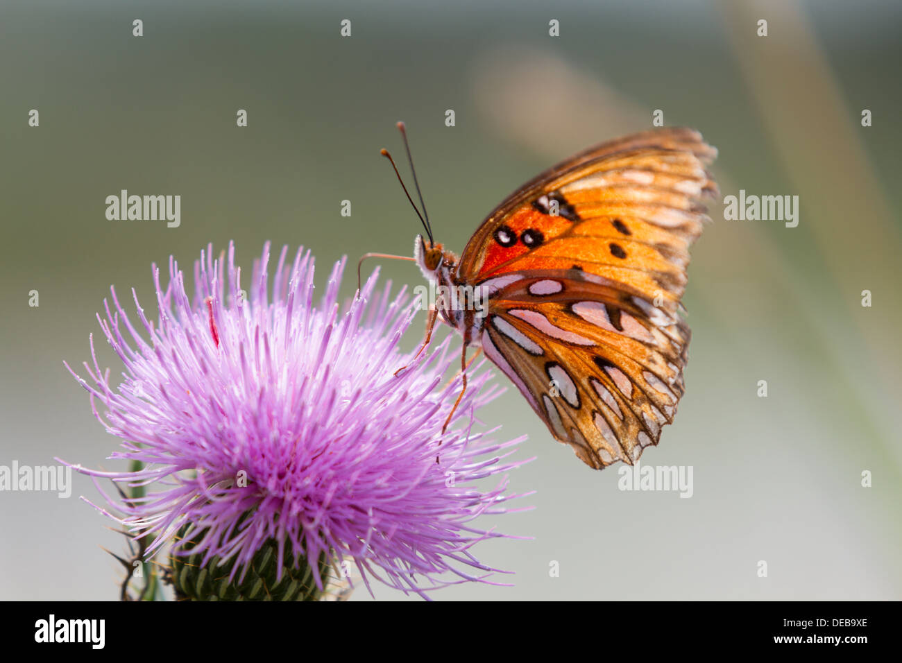 Orange fritillary butterfly hi-res stock photography and images - Alamy