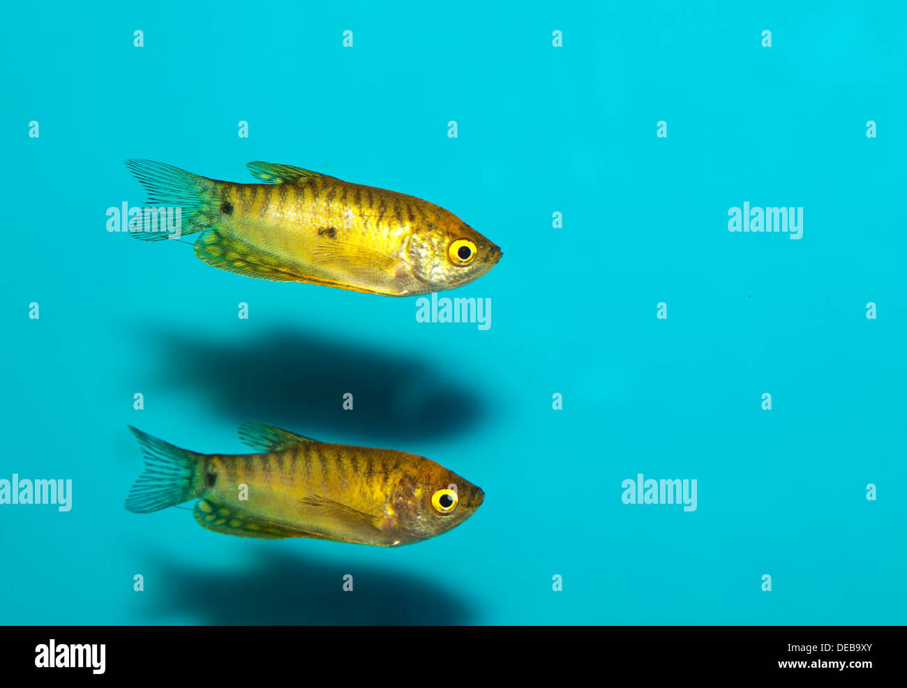 Blue Gourami Male And Female