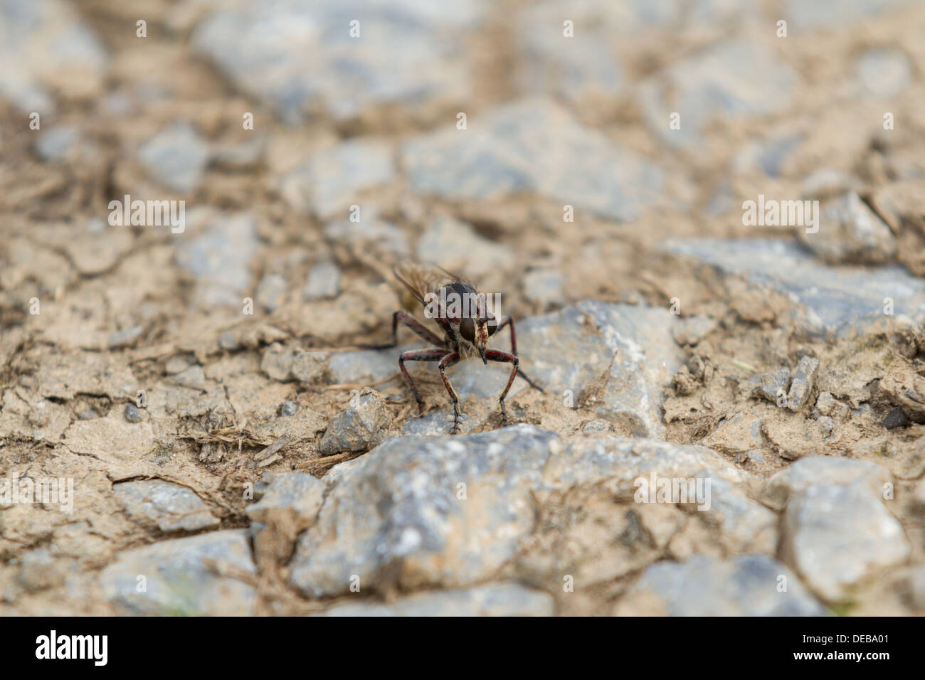 Assassin fly hi-res stock photography and images - Alamy