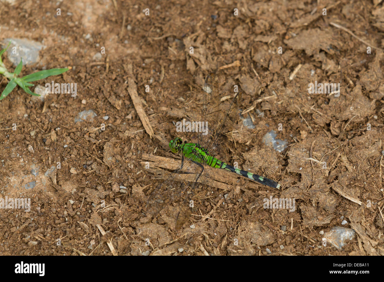 Anisoptera hi-res stock photography and images - Alamy