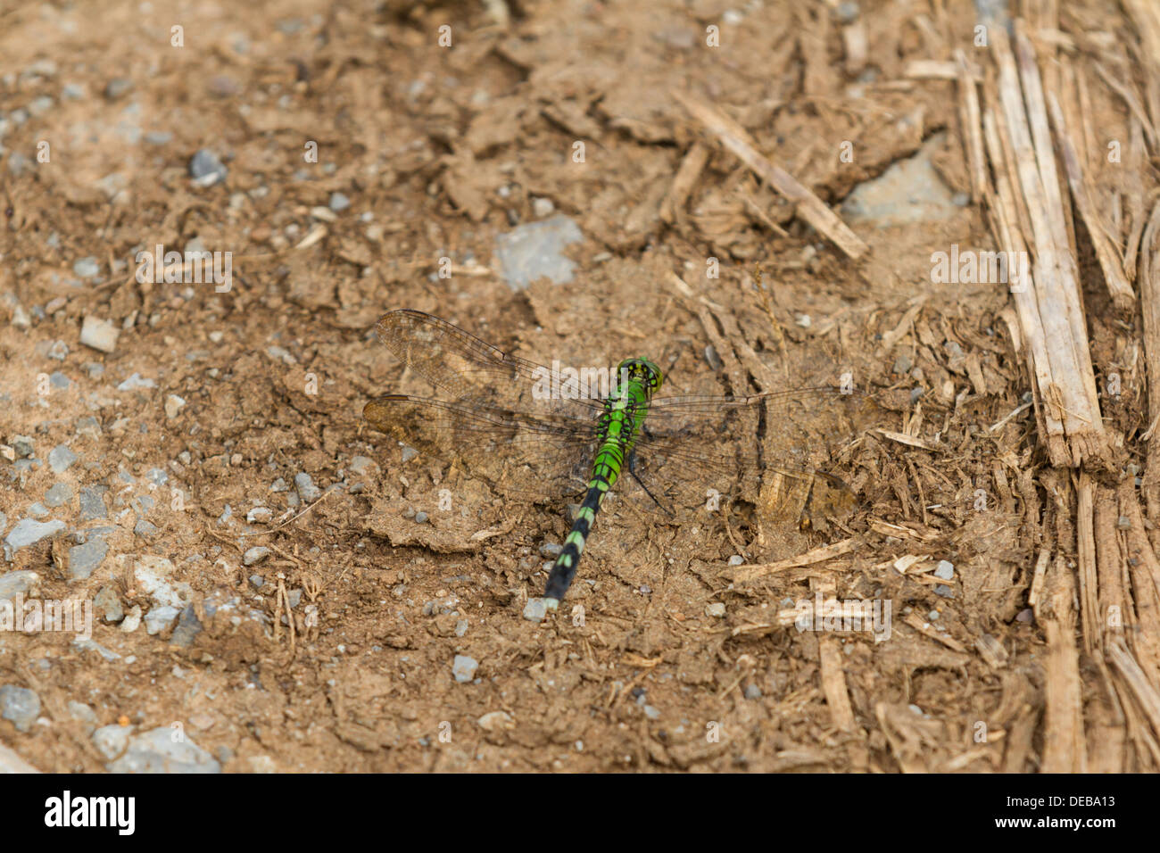 Green dragonfly hi-res stock photography and images - Alamy