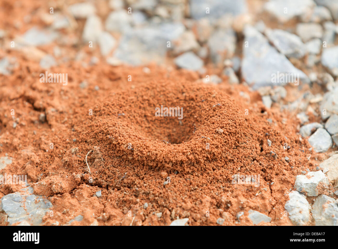 Anthill ant hi-res stock photography and images - Alamy