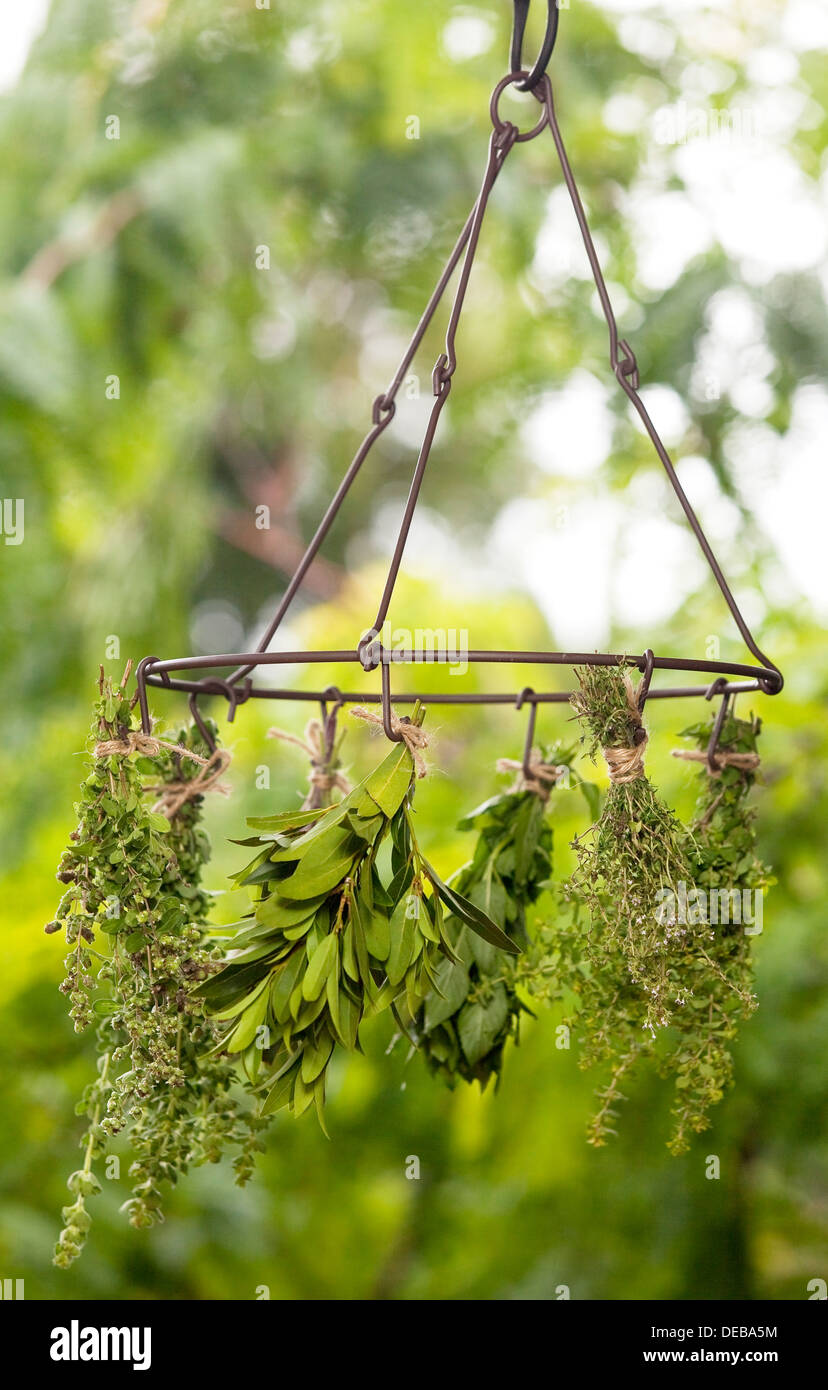 Bunches of herbs drying on a metal rack in an outdoor setting Stock ...