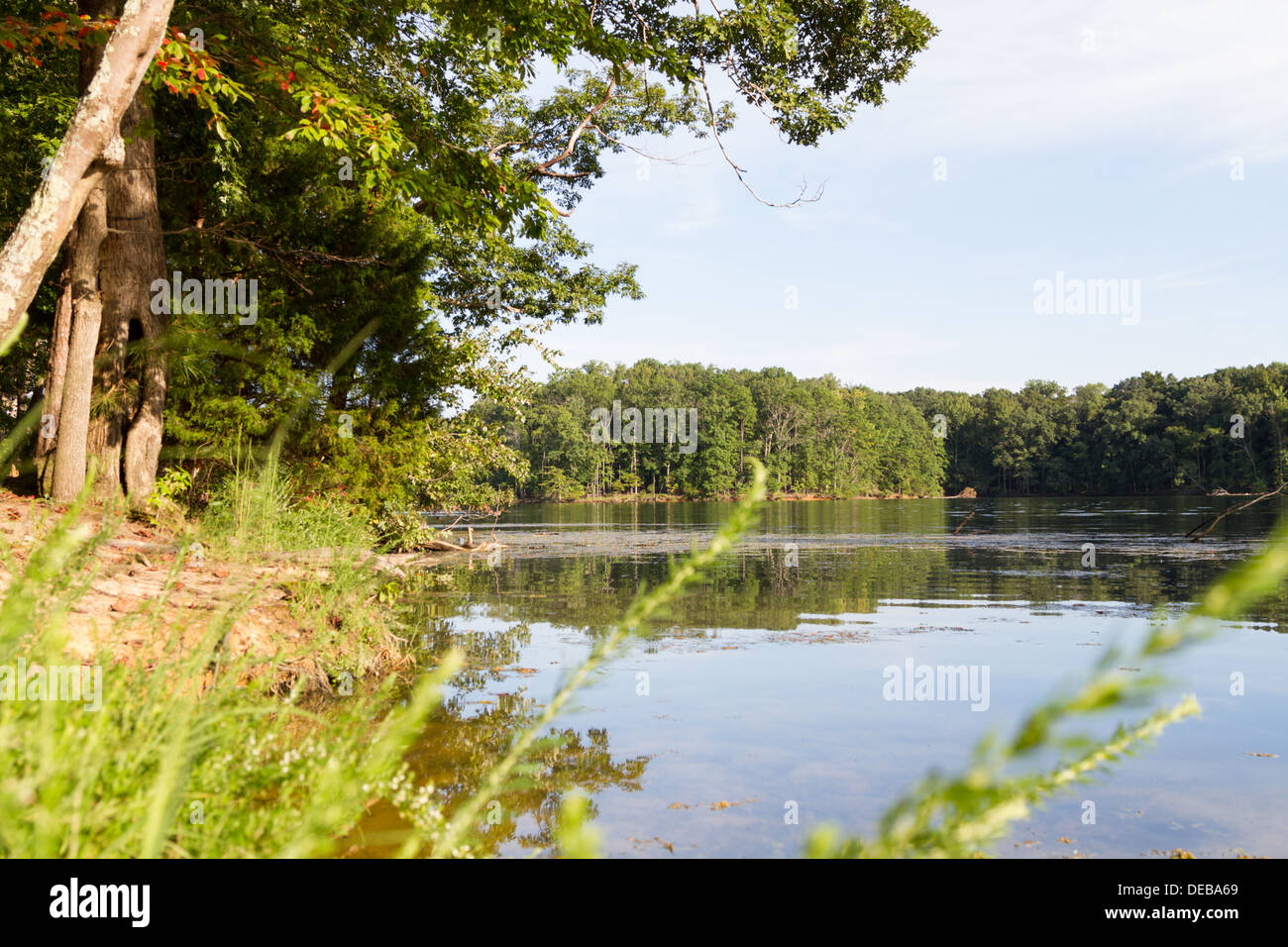 Calm water and trees hi-res stock photography and images - Alamy