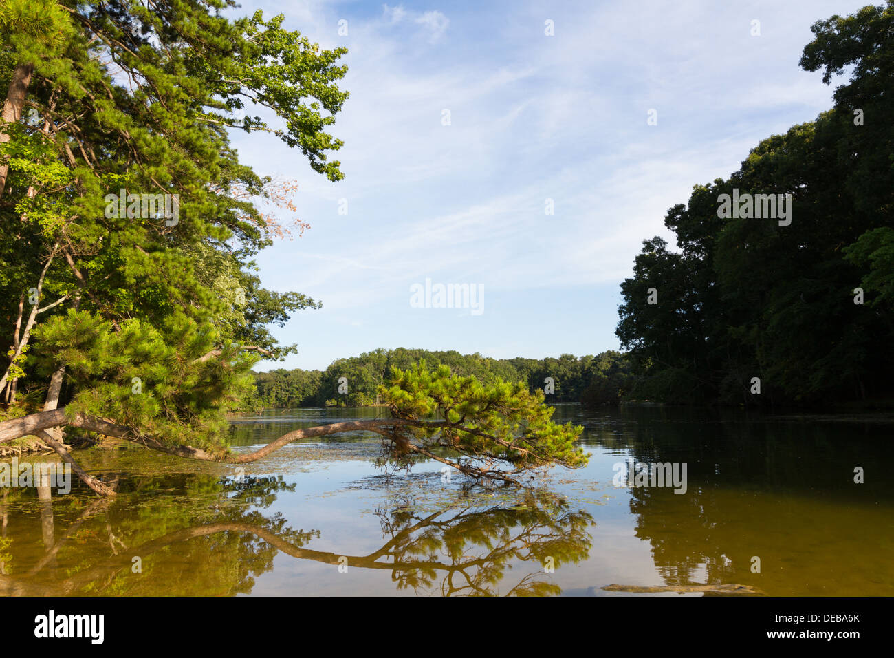 Reflection of the tree hi-res stock photography and images - Alamy