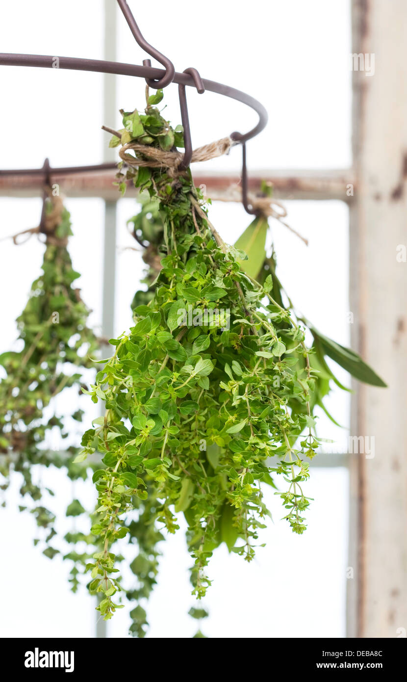 Bunches of herbs drying on a metal rack in front of a sunlit window ...