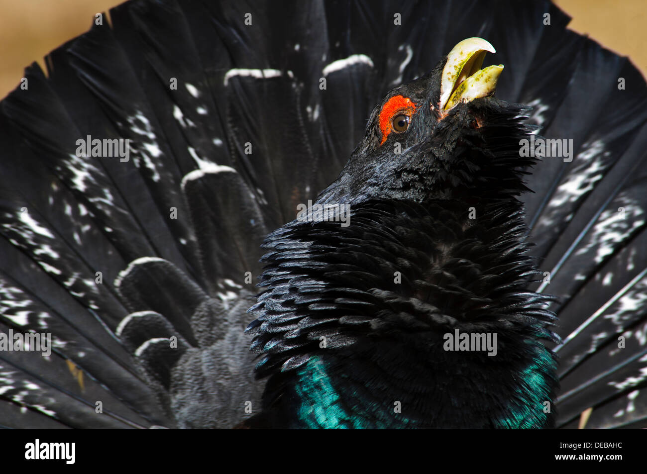 A close-up on the head of a male capercaille (Tetrao urogallus ...