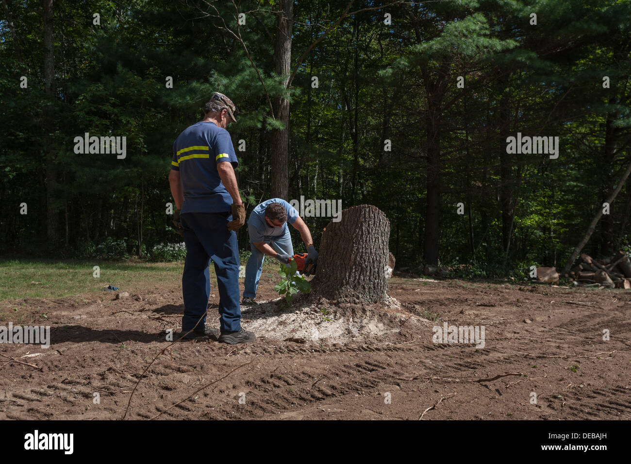 Stump removal hi-res stock photography and images - Alamy
