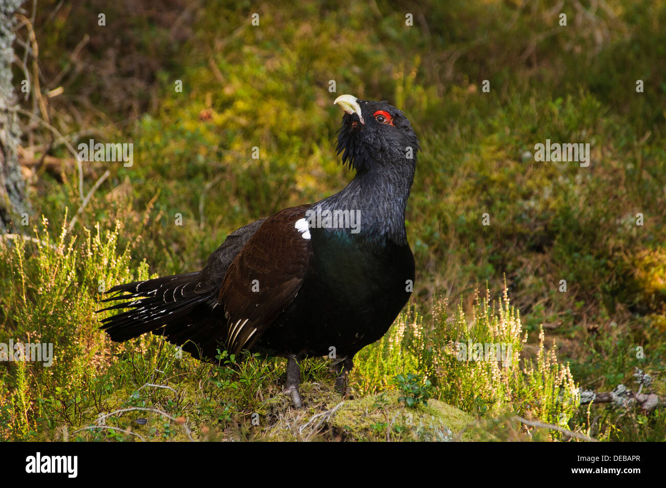 A male capercaille (Tetrao urogallus) having a rest after performing ...