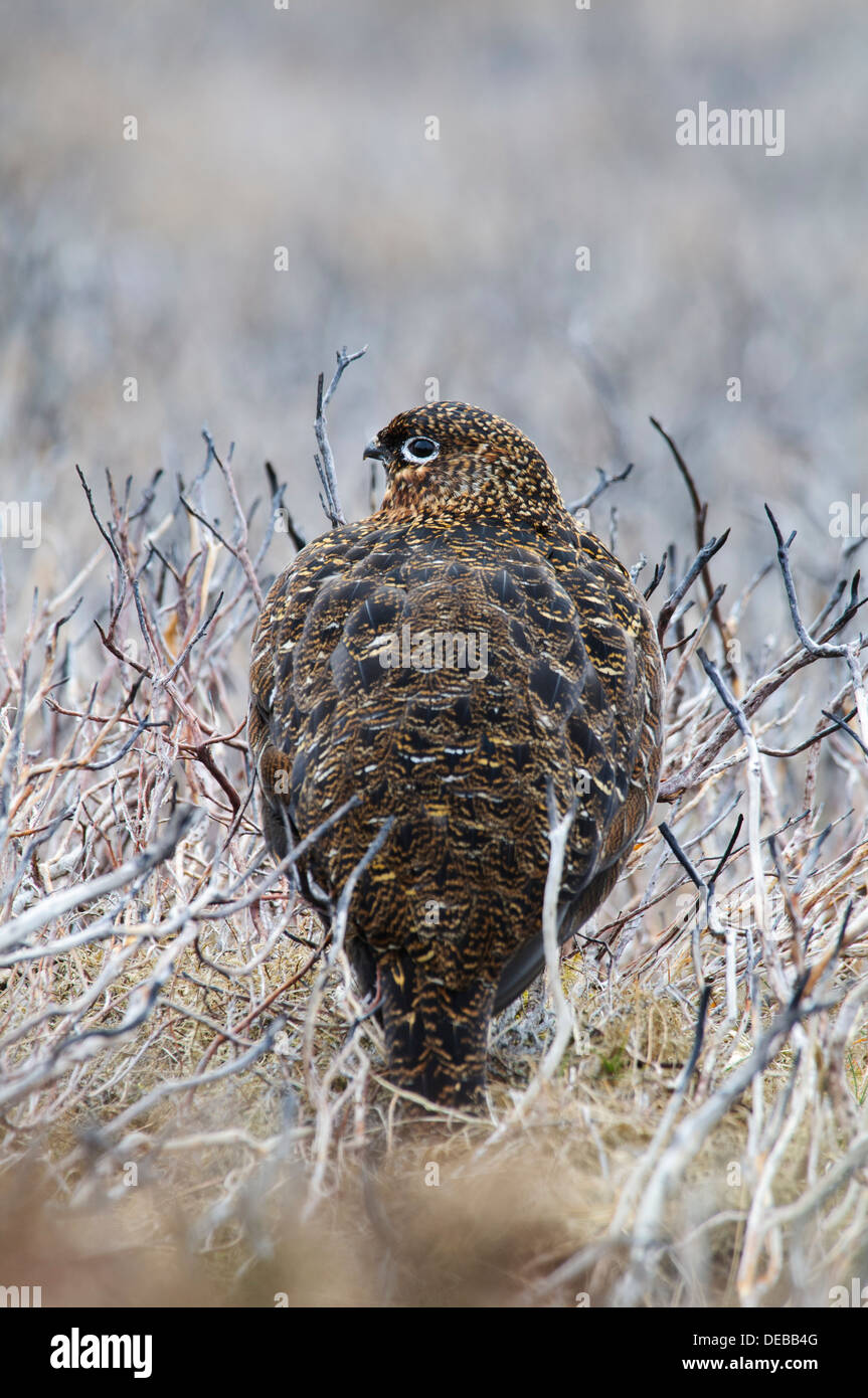 A female red grouse (Lagopus lagopus) cradled by the burnt stems of ...