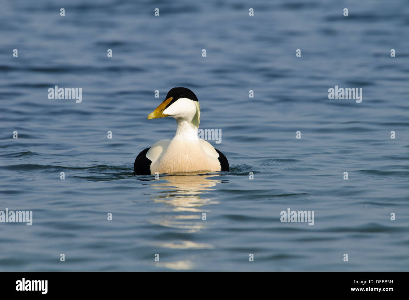Sea duck seahouses hi-res stock photography and images - Alamy