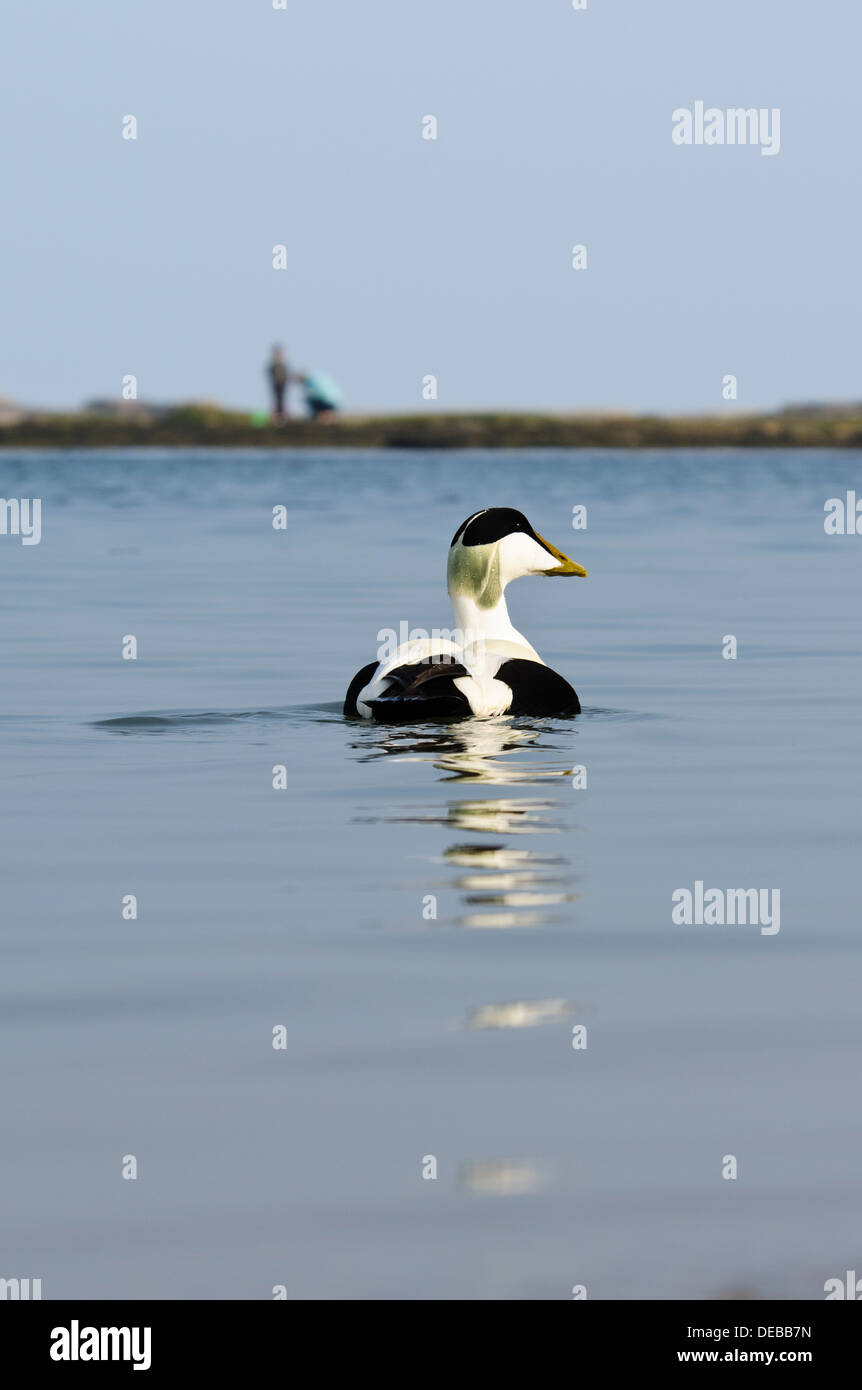 A male eider, or cuddy's duck, (Somateria molissima) swimming in ...