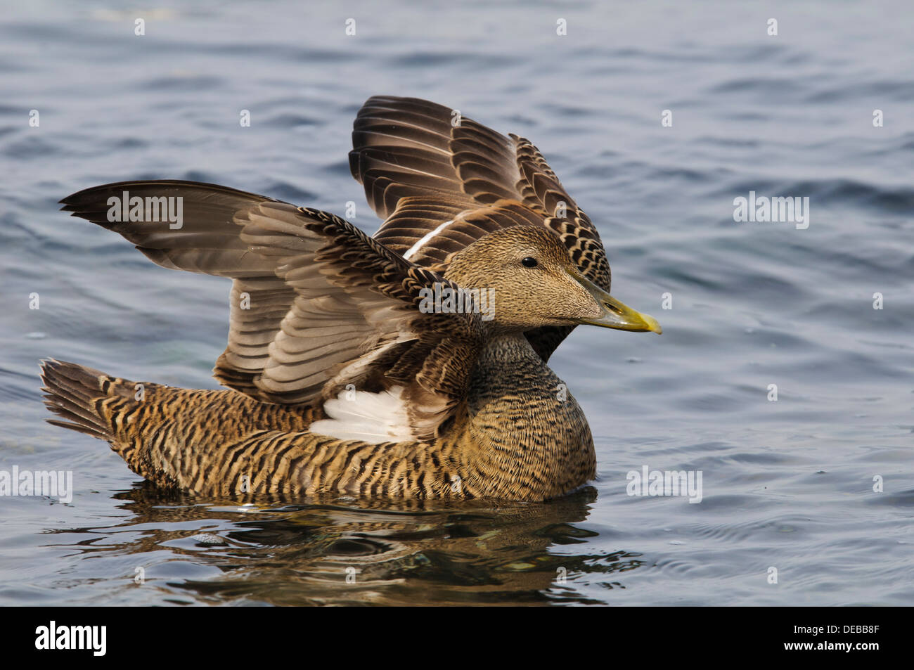 A female eider, or cuddy's duck, (Somateria molissima) flapping her ...