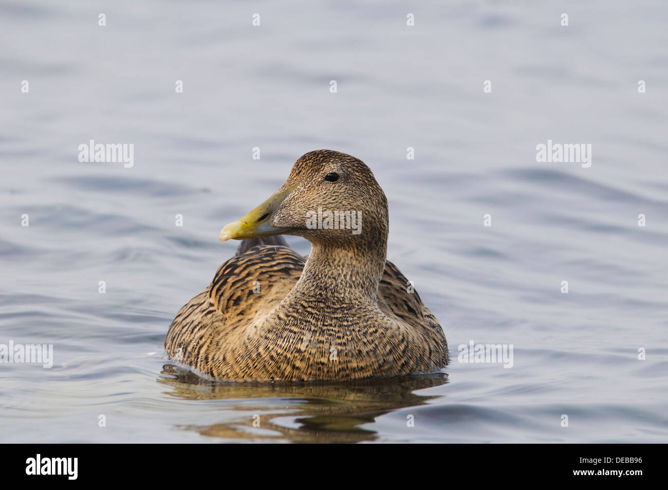 A female eider, or cuddy's duck, (Somateria molissima) swimming in the ...