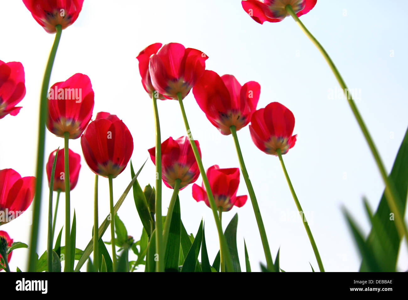 Red tulips, view from below against the sky Stock Photo - Alamy