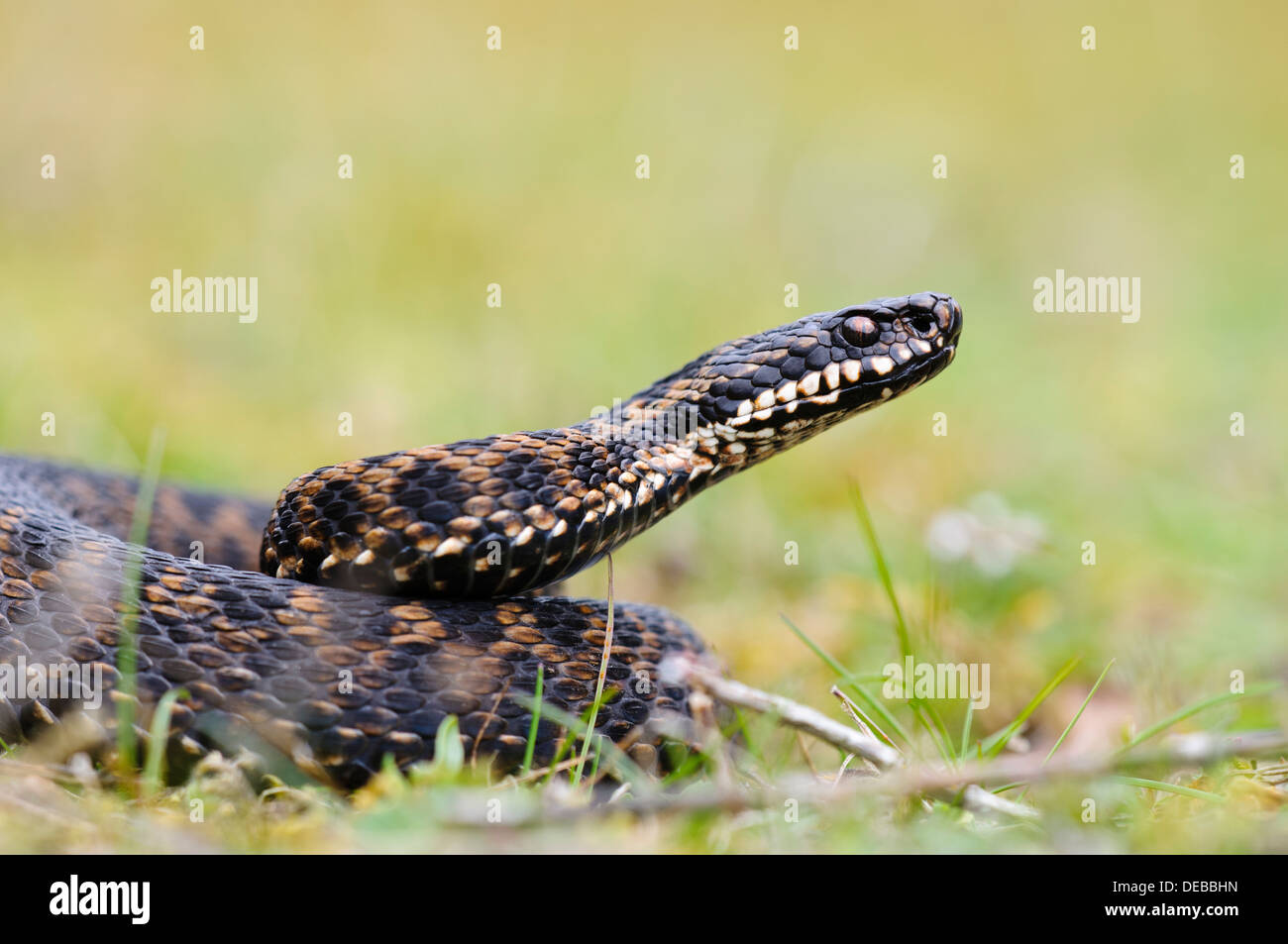 Adder hi-res stock photography and images - Alamy