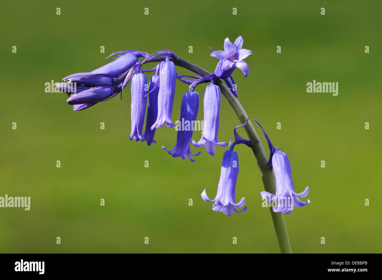 A close-up detail of English bluebell flowers (Hyacinthoides non ...