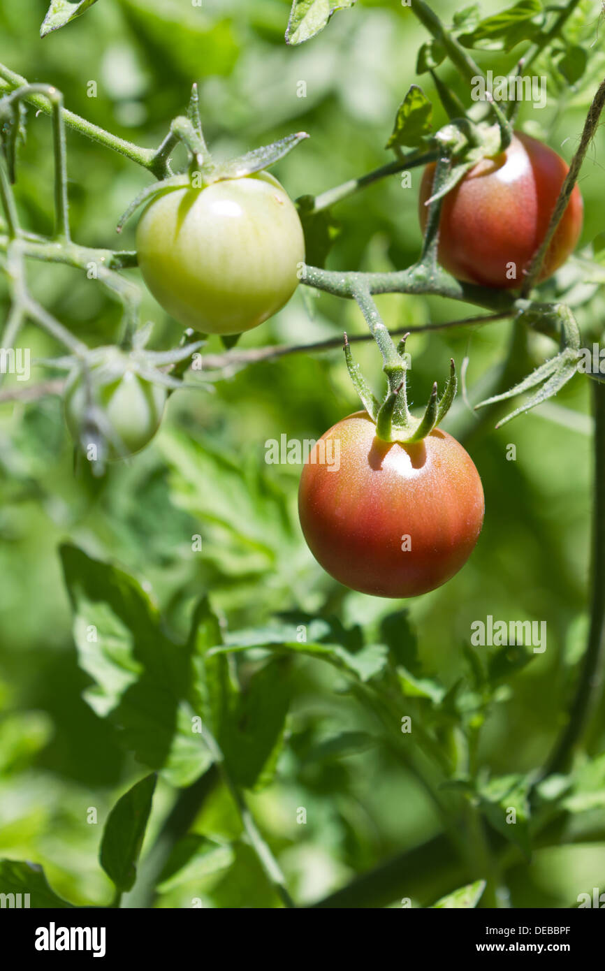 closeup of a tomato plant in the garden with ripe heirloom cherry ...