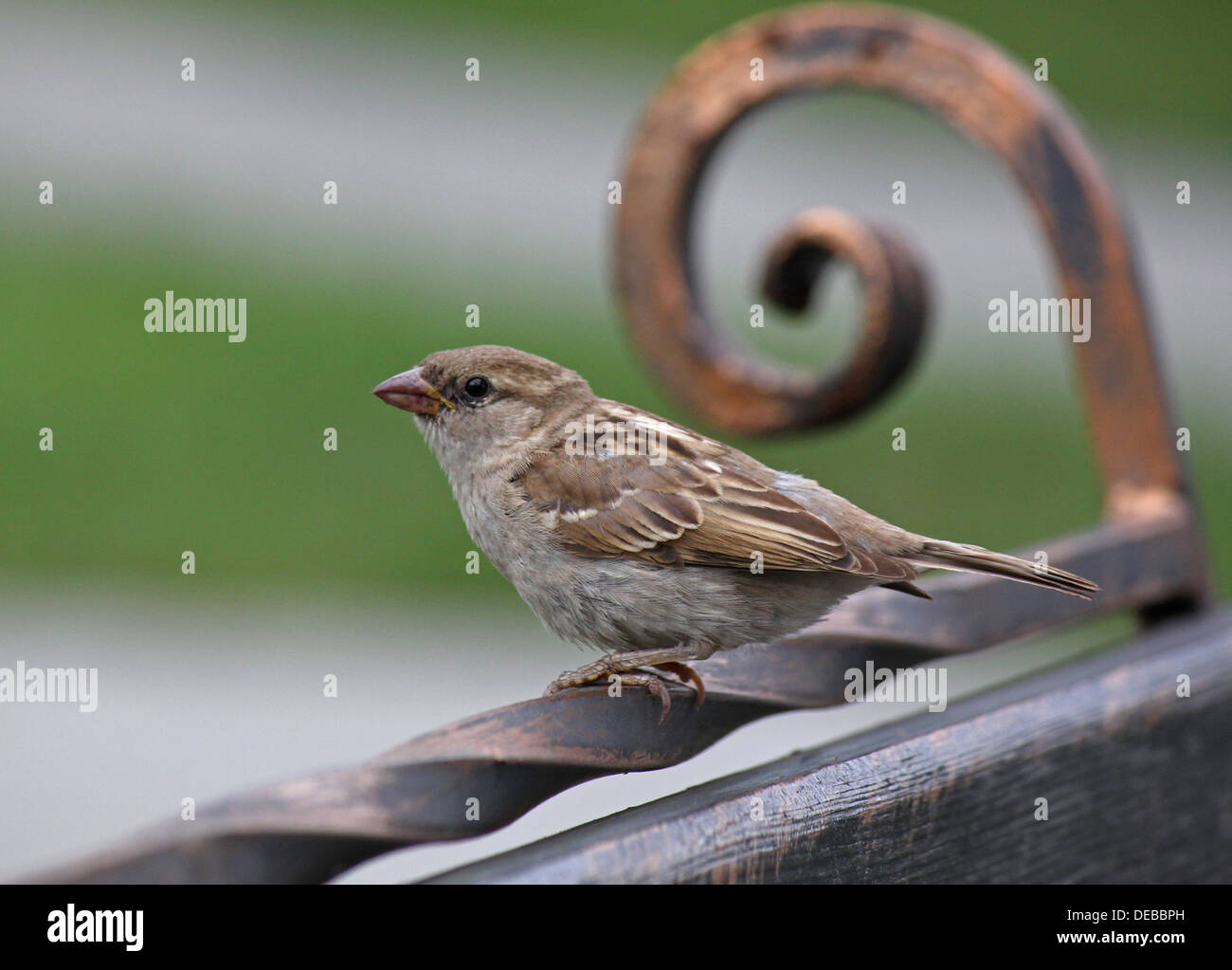 Bird sitting on bench hi-res stock photography and images - Alamy