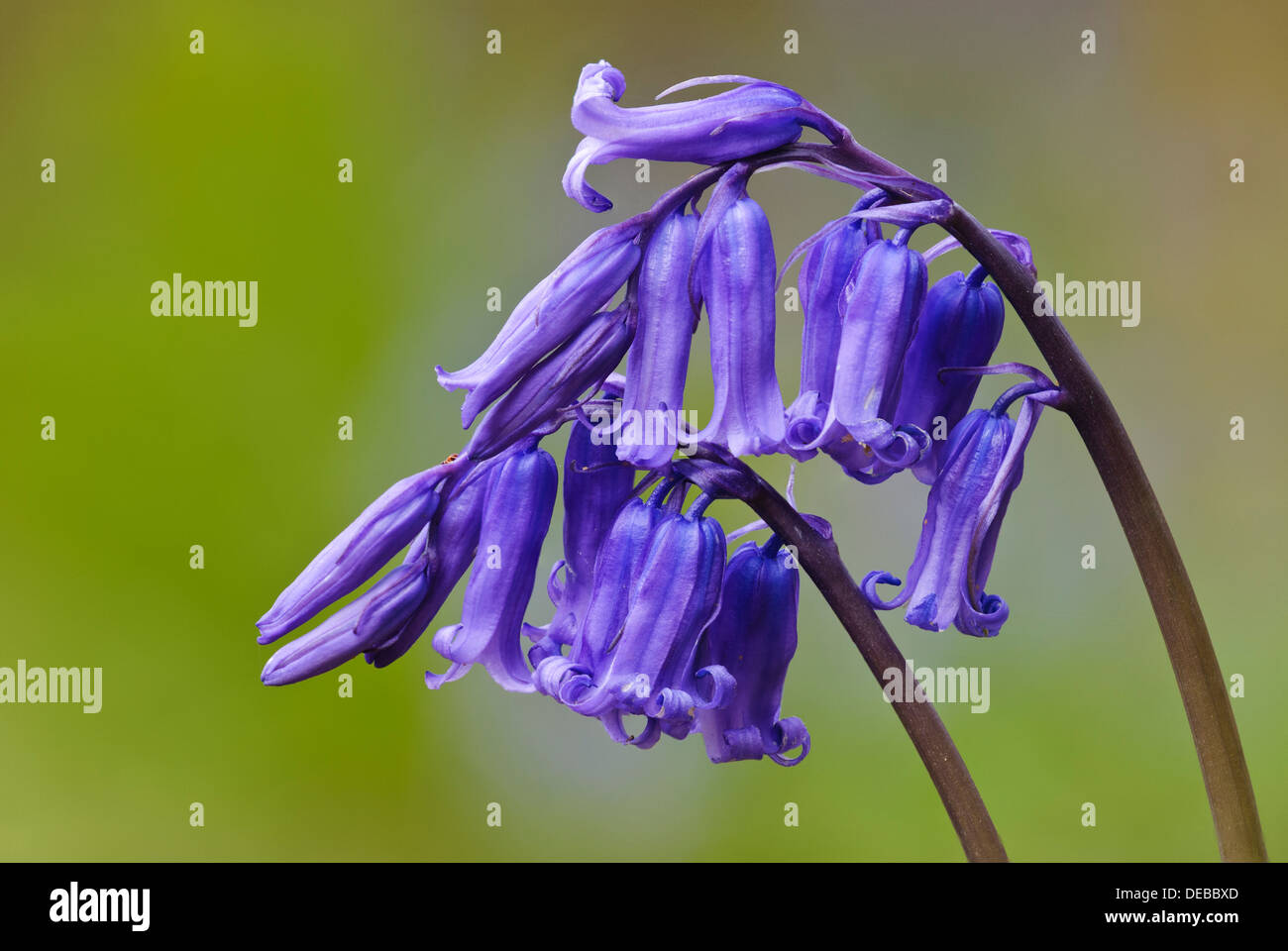 A close-up detail of English bluebell flowers (Hyacinthoides non ...