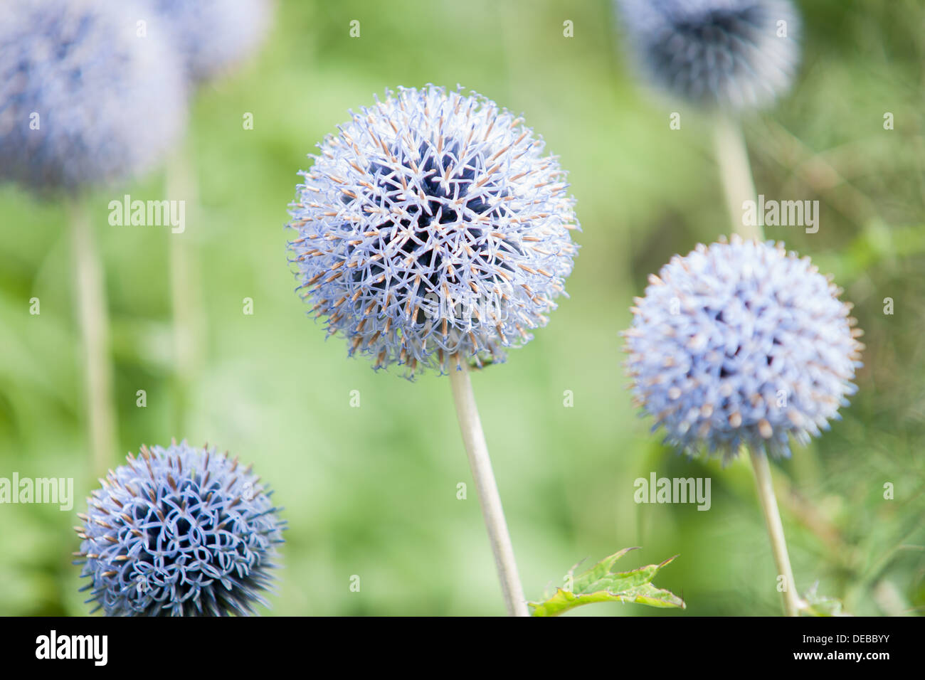 Blue onion flowers Stock Photo - Alamy