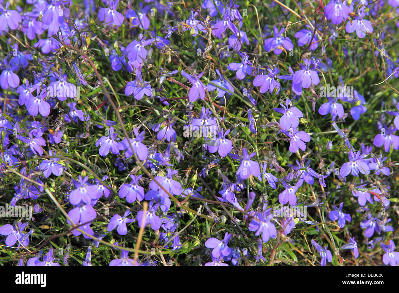Summer landscape with blue flowers Stock Photo - Alamy