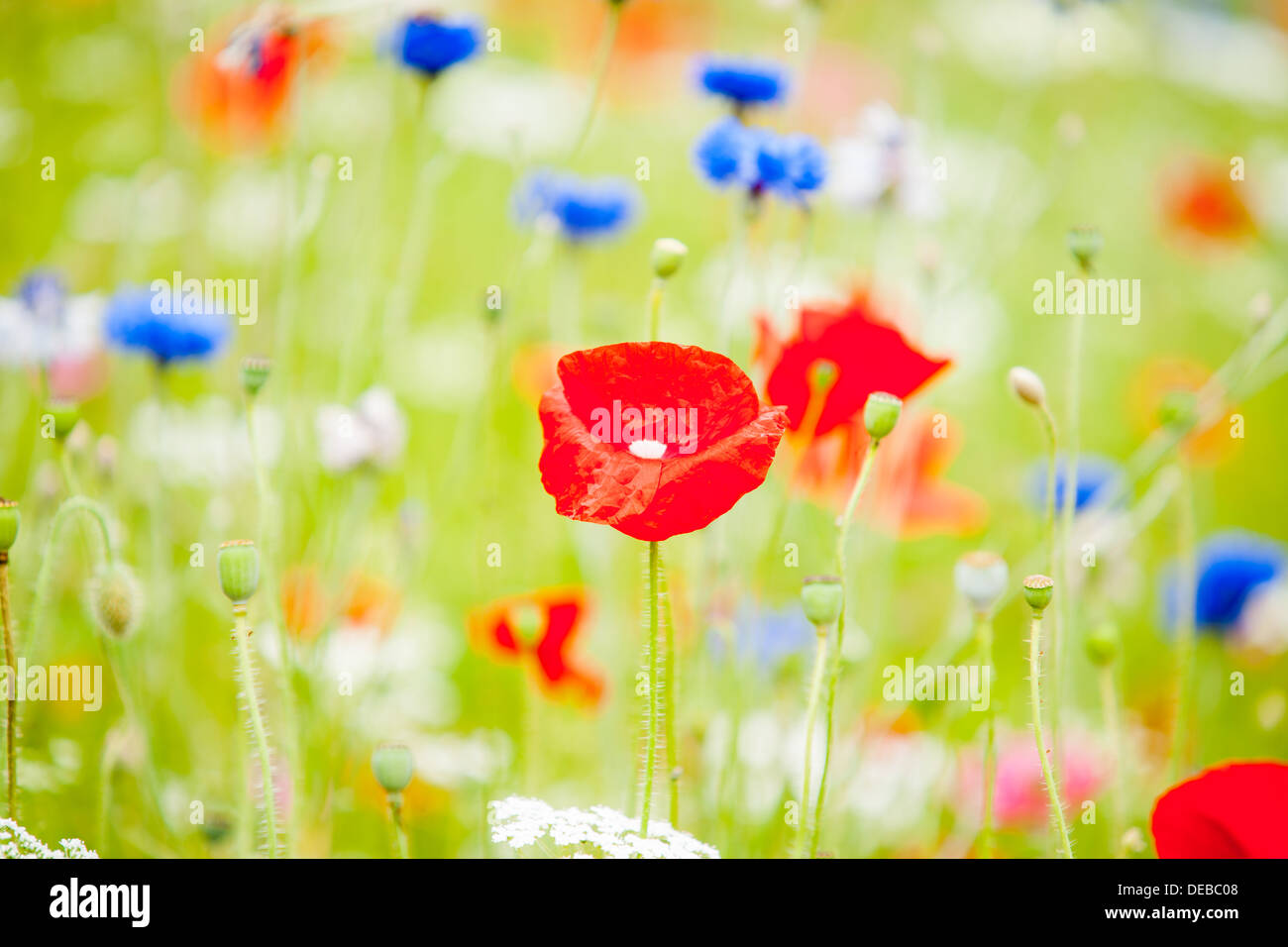 Bright red poppy in wildflower field Stock Photo - Alamy