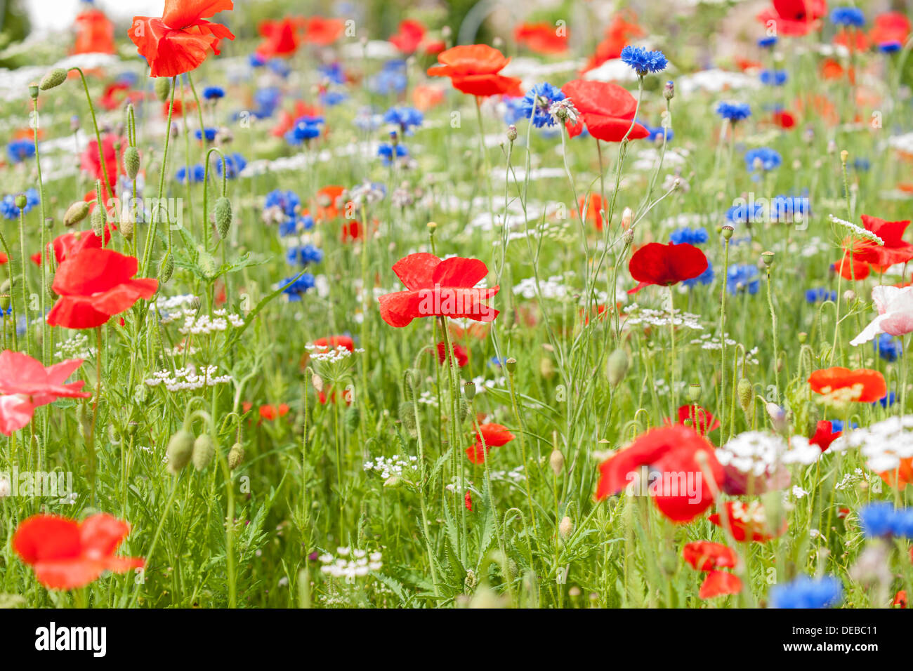 Field of wild flowers, dominant red color Stock Photo - Alamy