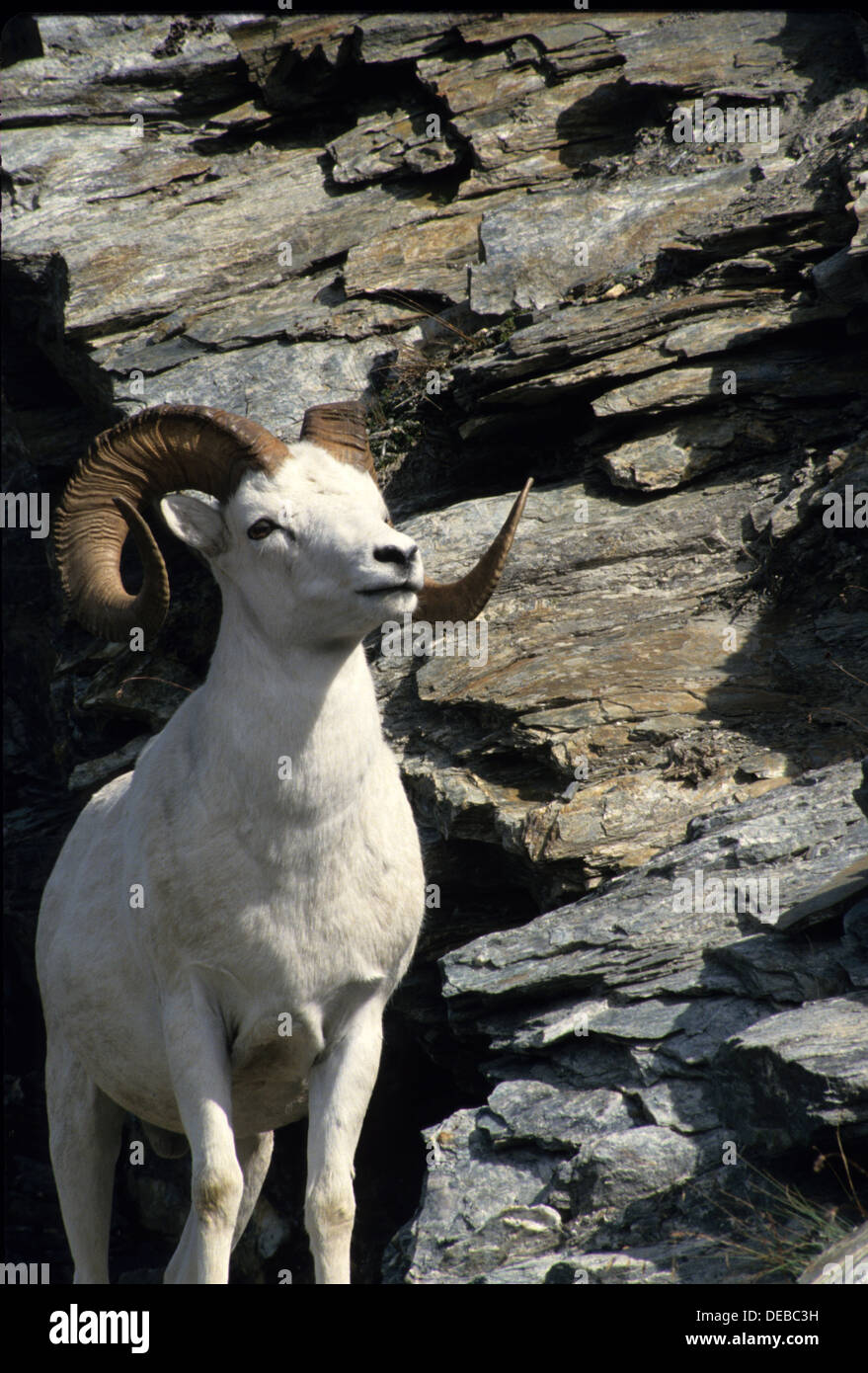 sheep, dall, denali, alaska, ram Stock Photo - Alamy