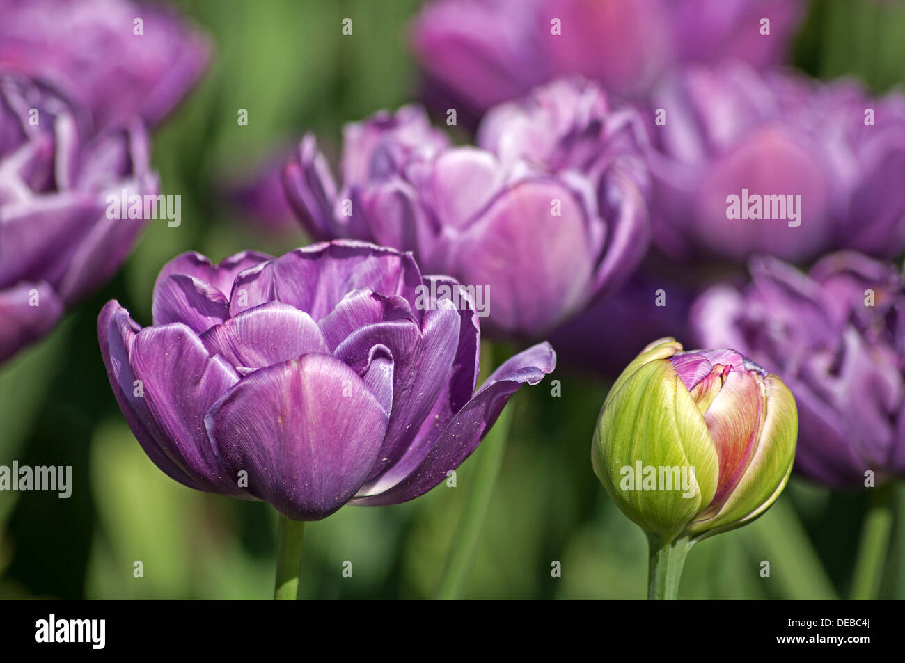 Violet bud hi-res stock photography and images - Alamy