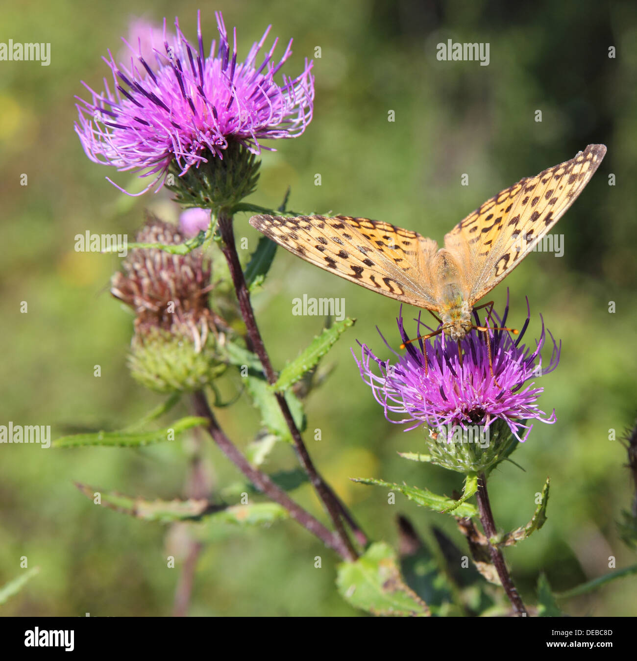 Monarch butterfly on red flower Stock Photo - Alamy