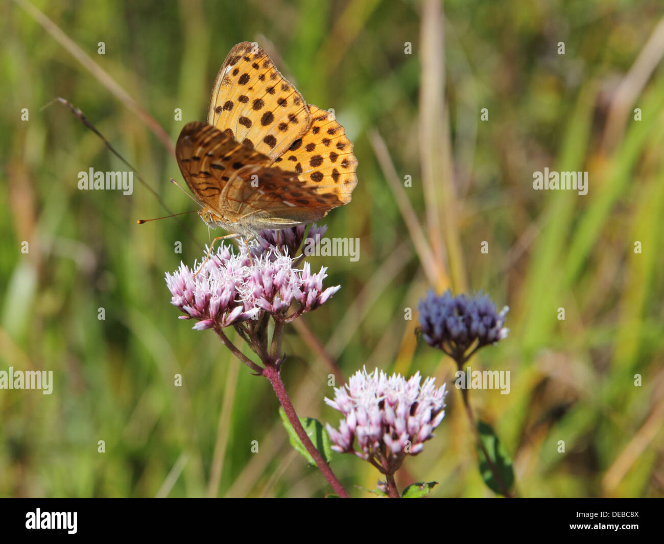 Monarch butterfly on red flower Stock Photo - Alamy