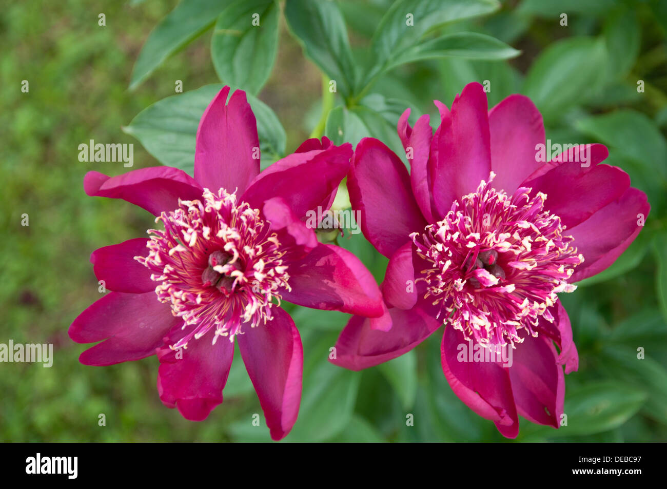 two pion flowers on the plant Stock Photo - Alamy