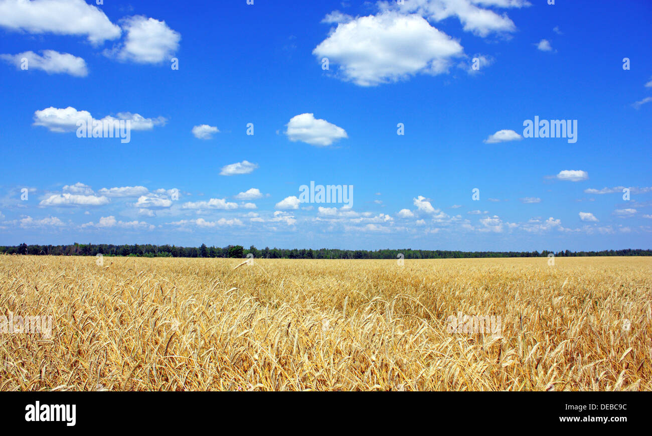 Yellow grain ready for harvest growing in a farm field Stock Photo - Alamy