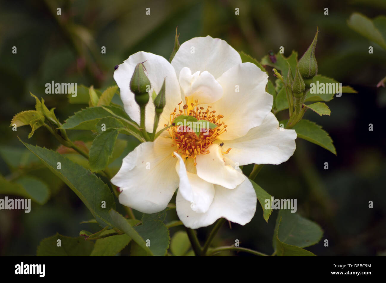 white dog rose flower Stock Photo - Alamy