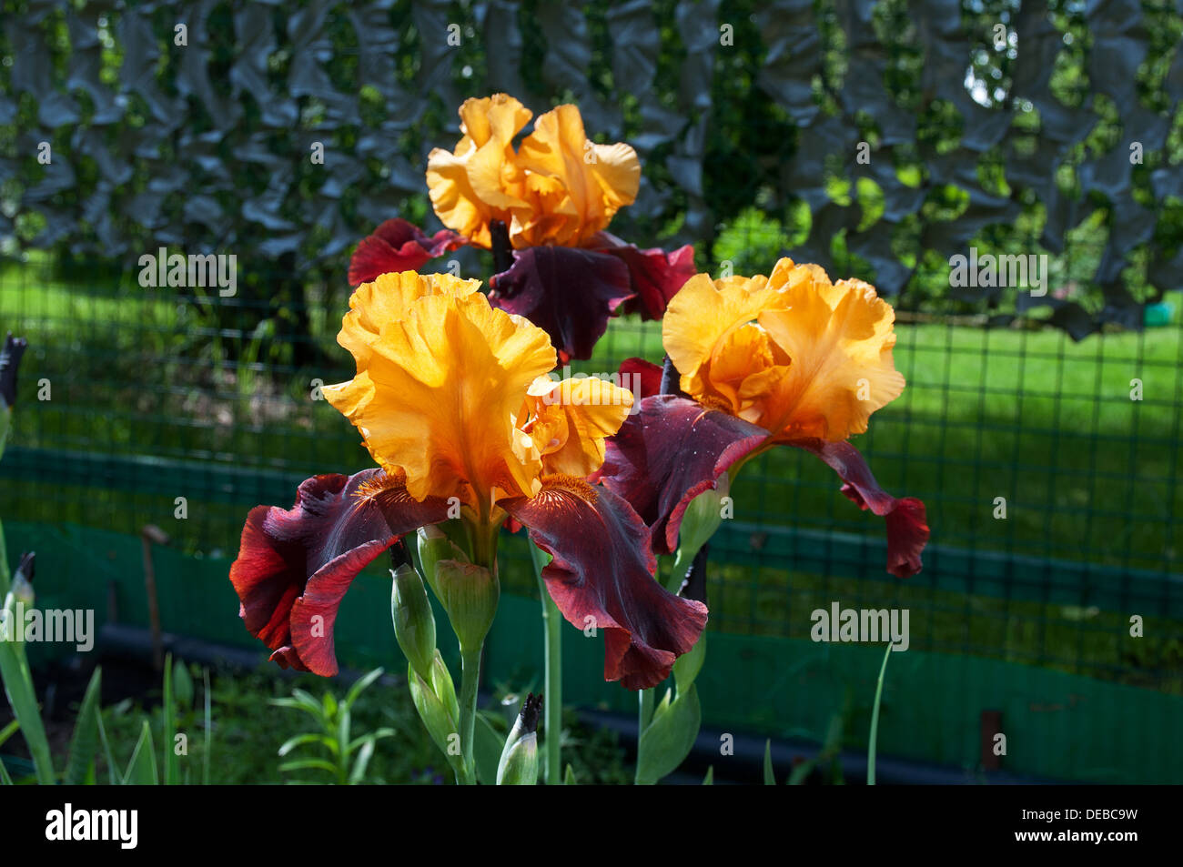 three irises in the garden Stock Photo - Alamy