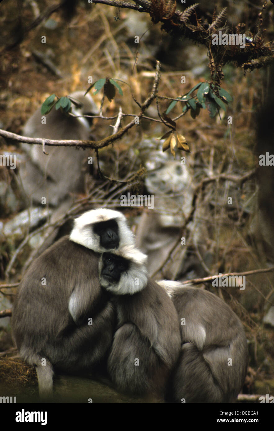 animal, nepal, jungle, wildlife, monkey, asia Stock Photo - Alamy