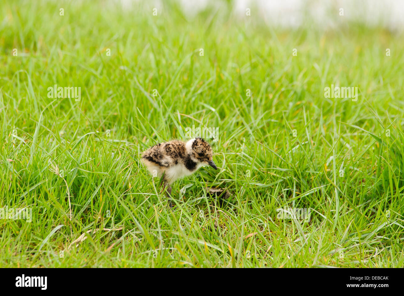 Baby lapwing hi-res stock photography and images - Alamy