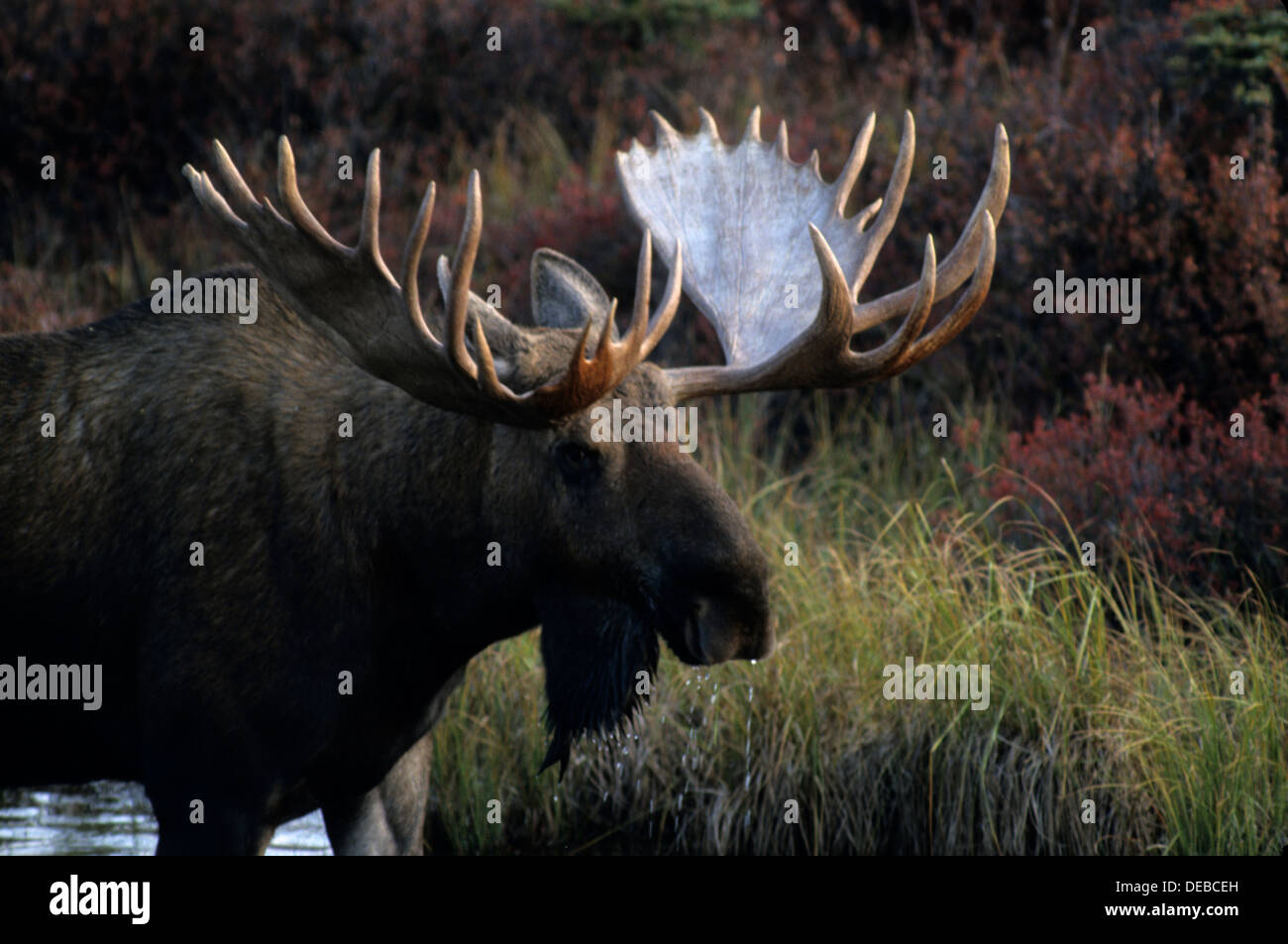 alaska, moose, wildlife, nature, denali national park Stock Photo - Alamy
