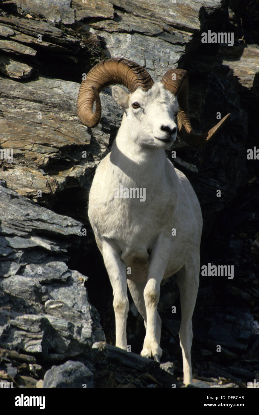 sheep, dall, denali, alaska, ram Stock Photo - Alamy