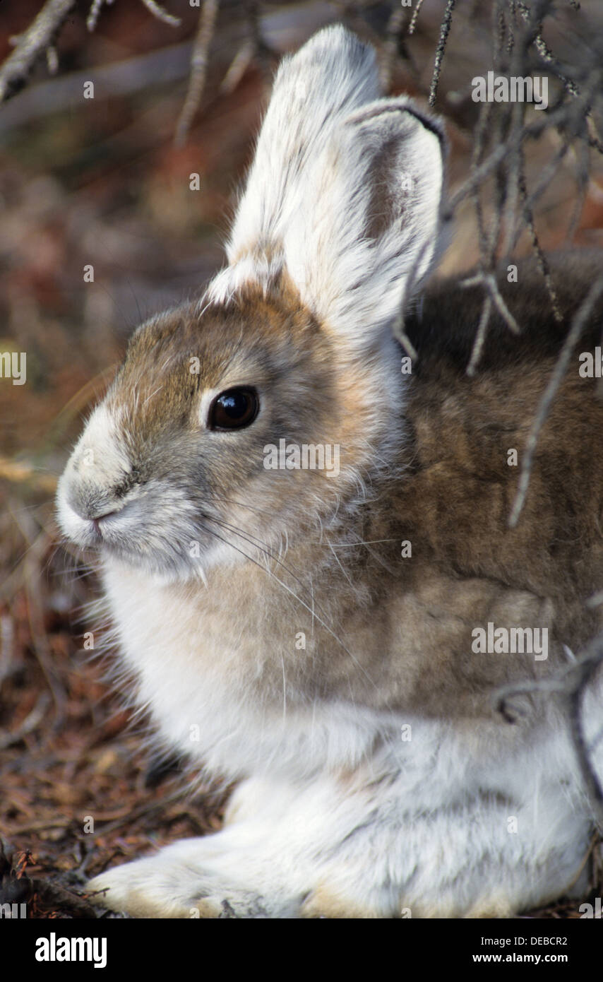 wildlife, rabbit, varying hare, snowshoe hare Stock Photo - Alamy