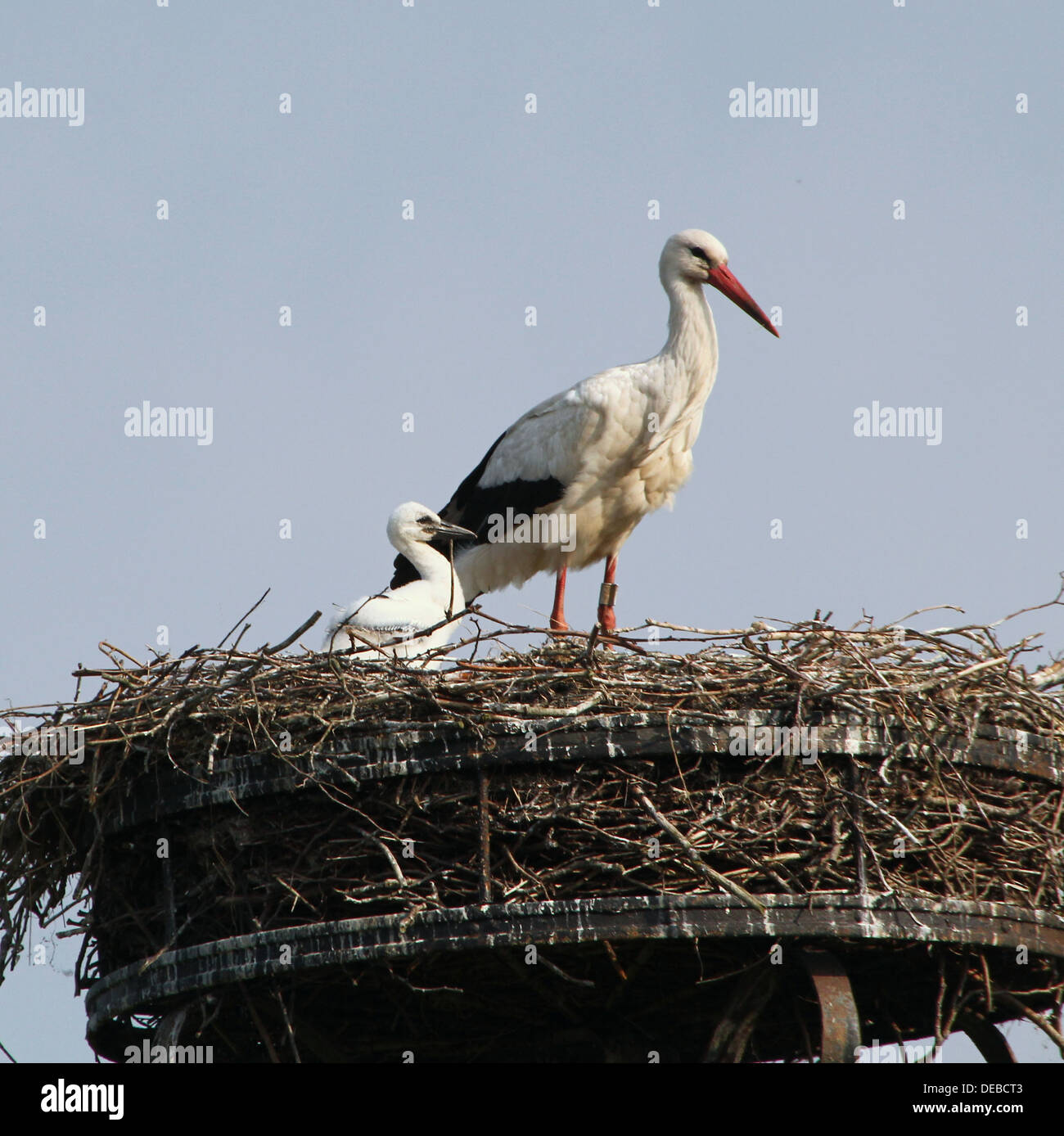 Mature White Stork (Ciconia ciconia) with a youngster on the nest Stock ...