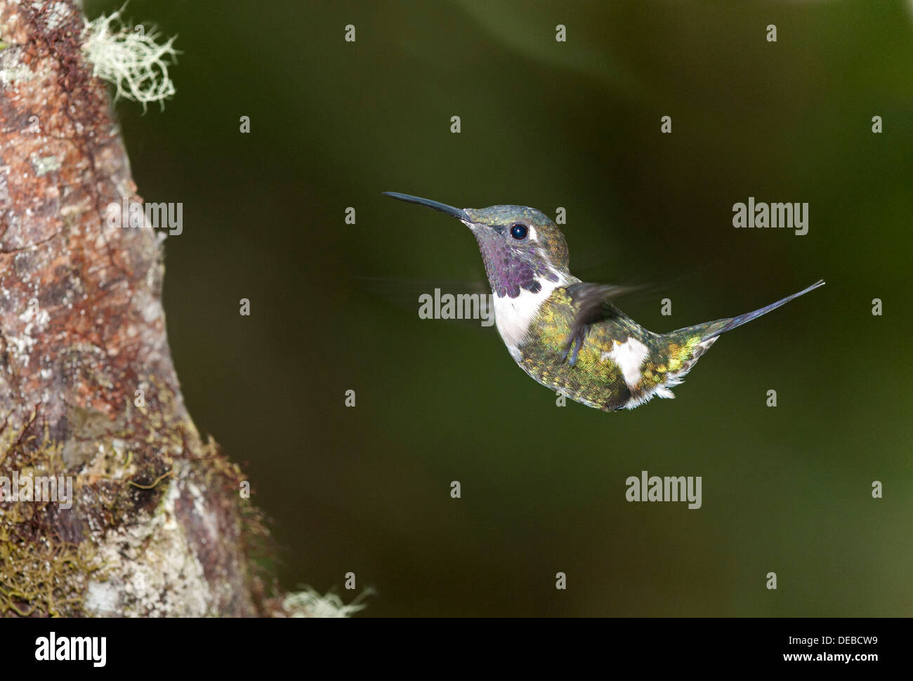 Purple-throated Woodstar (Calliphlox mitchellii), hummingbird, in ...