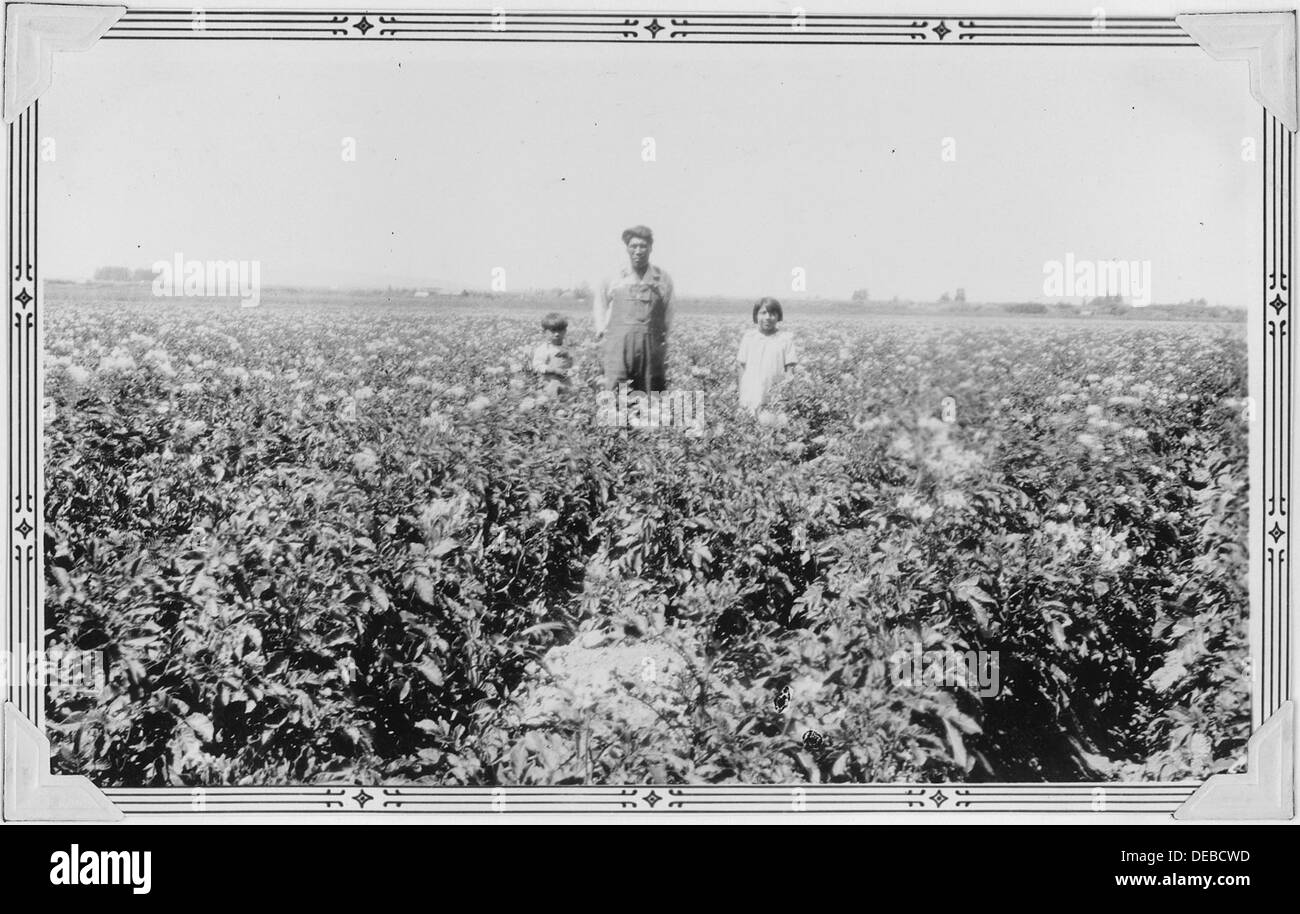 This image shows Leon Calico, president of the Indian Potato Growers' Association and the ...