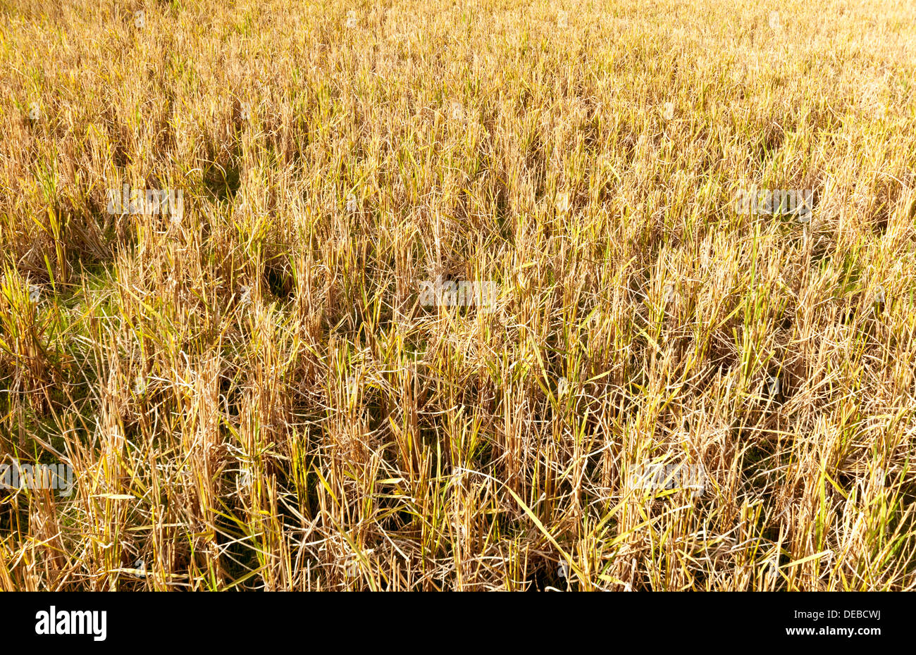 Rice plant and seed hi-res stock photography and images - Alamy