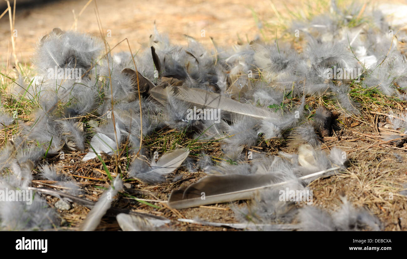 The remains of a murdered pigeon Stock Photo - Alamy