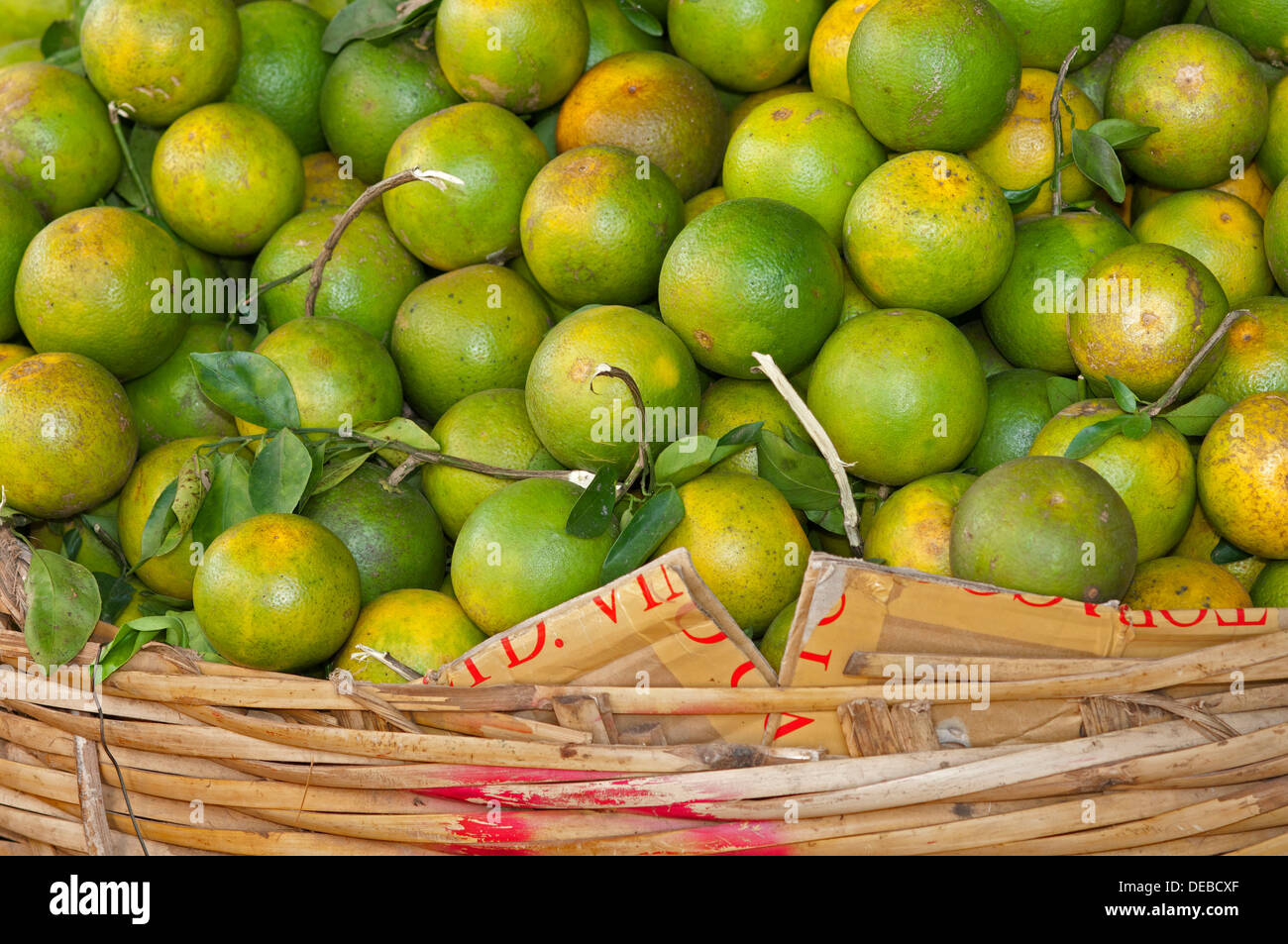 Green Pursat-oranges, a special variety of oranges at a market in ...