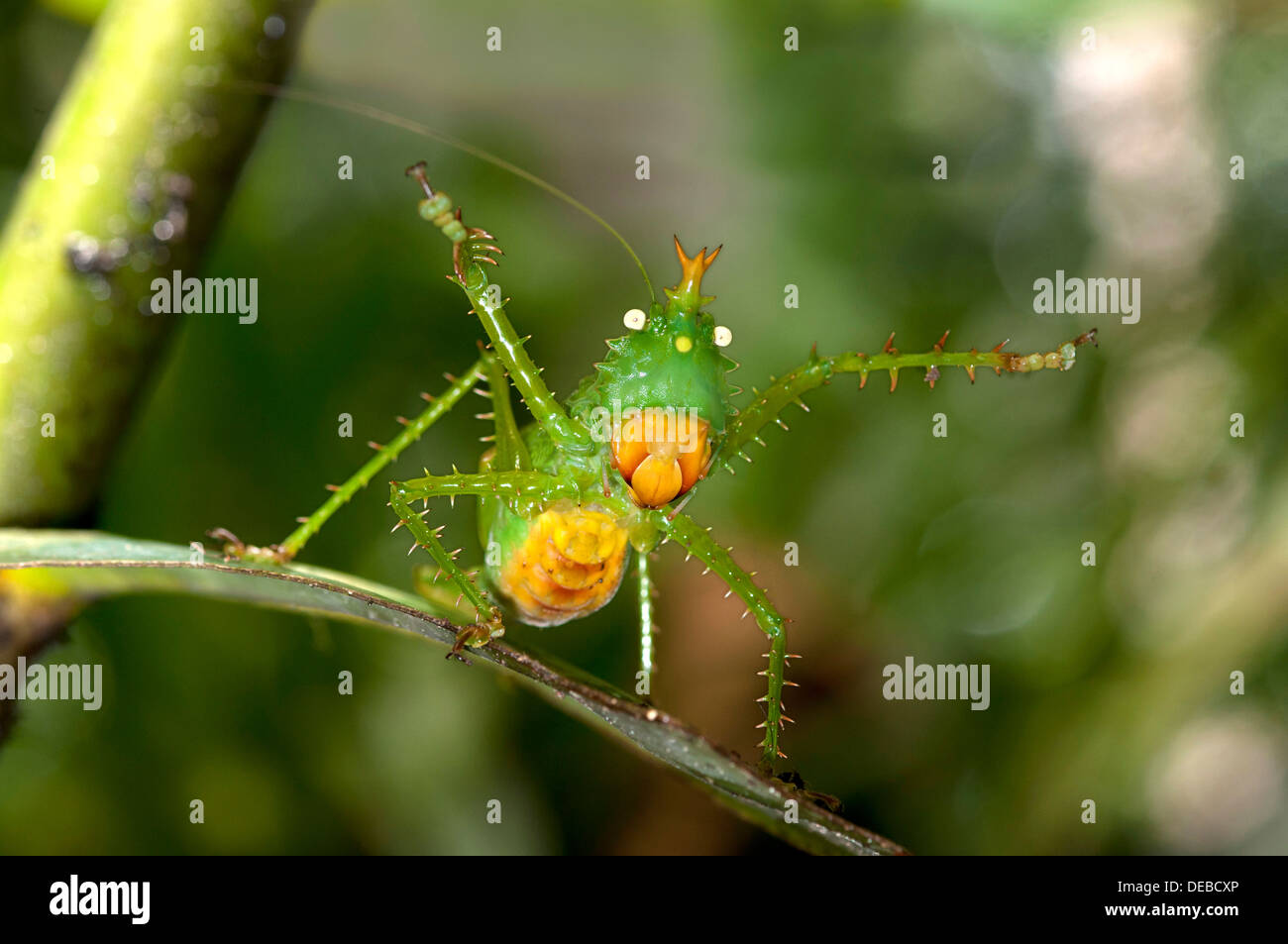 Threatening pose of a Spiny Devil Bush cricket (Panacanthus cuspidatus ...