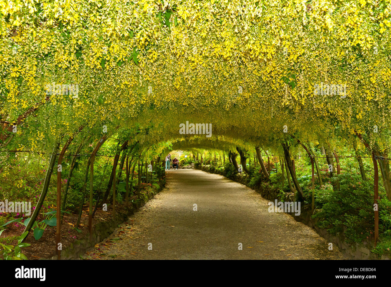 Laburnum arch hi-res stock photography and images - Alamy