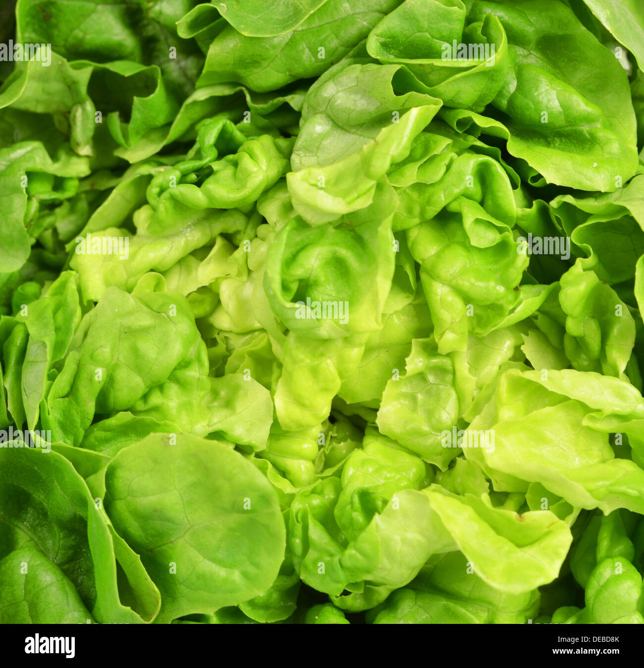 Fresh lettuce background Stock Photo - Alamy